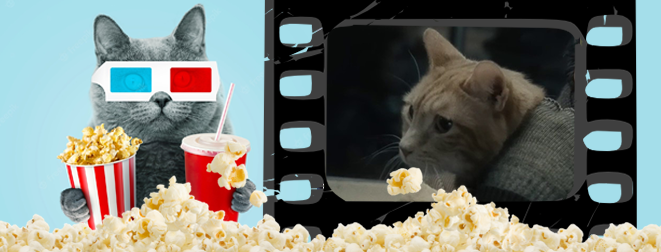 Världens bästa katt-filmer - - Gamereactor