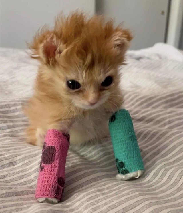 Den arga kattungen med två gips har gått bort och vi är inte okej ...