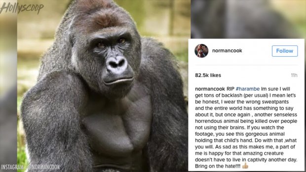 Historien om Harambe - Anakin1337s blogg - Gamereactor