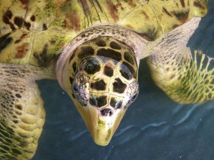 viritos blogg - Gamereactor