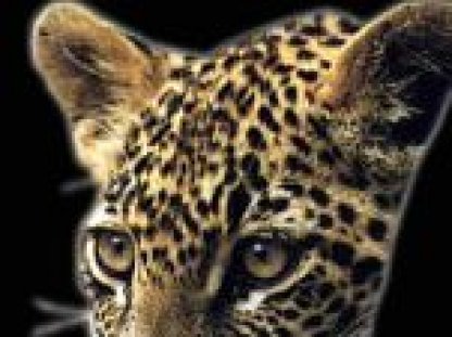 Möt Forumiten - Parden - Geccods blogg - Gamereactor